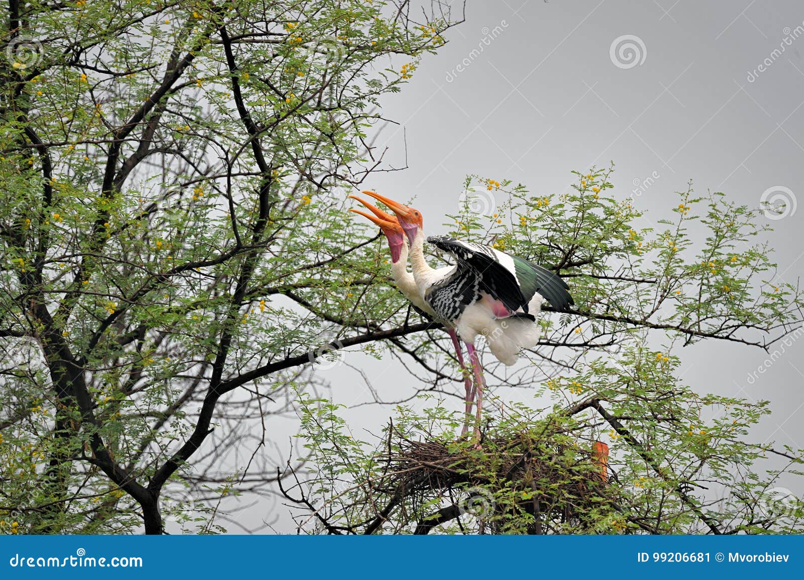 Pair of Painted Storks Looking Up with Open Beaks Stock Image - Image ...