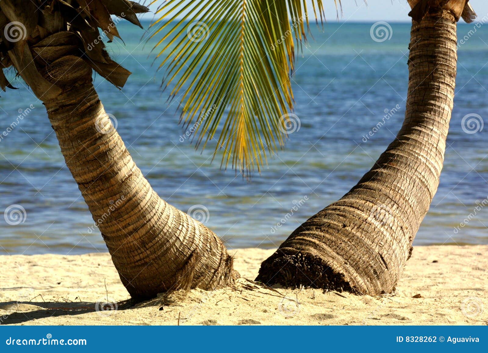 A pair of palm trees stock photo. Image of sand, travel - 8328262