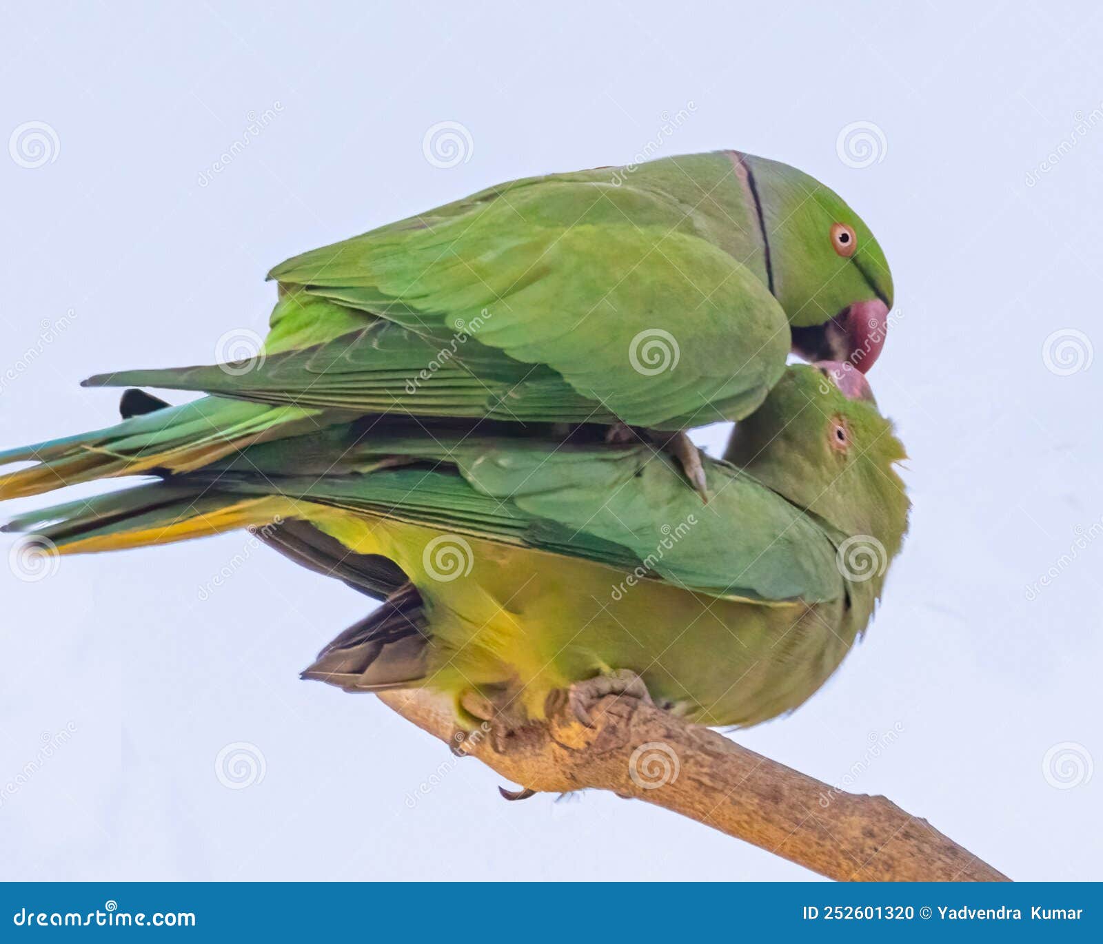 A Pair of Parakeet in Romance Stock Photo - Image of couple, green ...