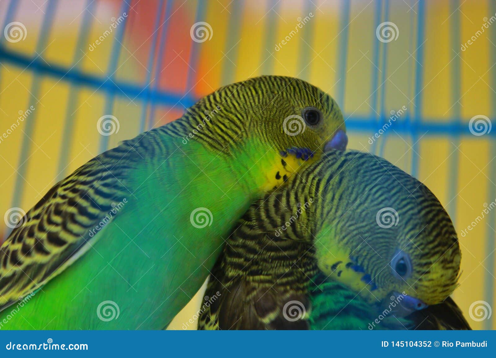 A pair of parakeets stock photo. Image of pair, cage - 145104352