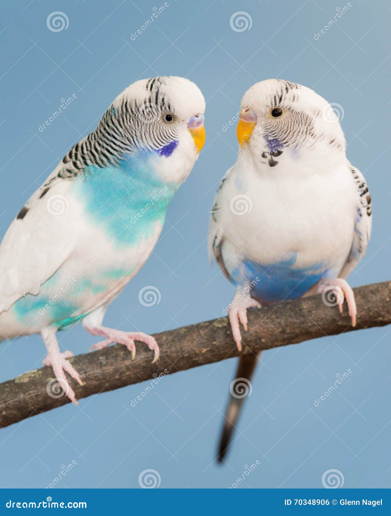 Pair of parakeets stock photo. Image of daytime, perch - 70348906