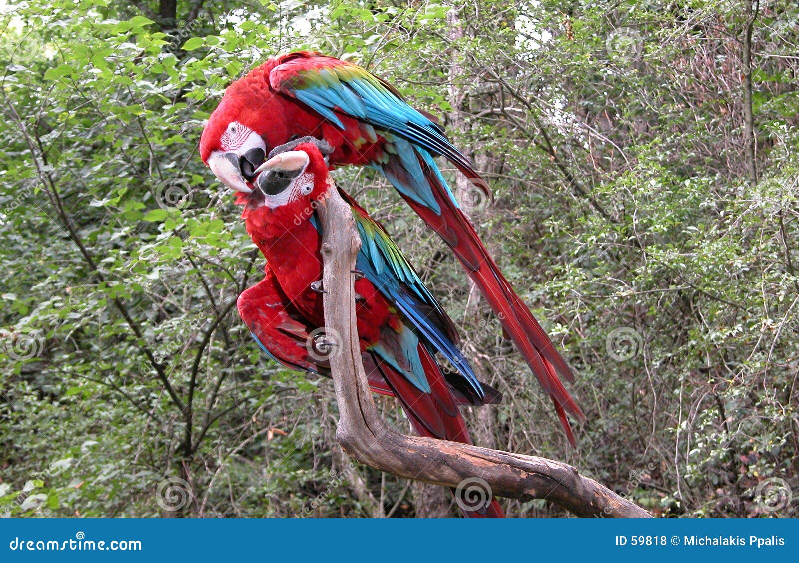 Pair of parrot birds stock photo. Image of feathered, exotic - 59818