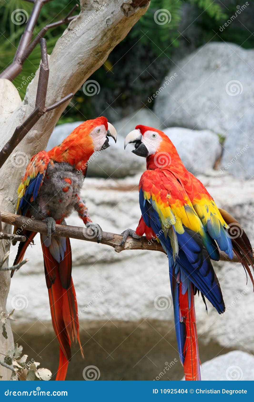 Pair of parrots stock photo. Image of talon, play, feather - 10925404