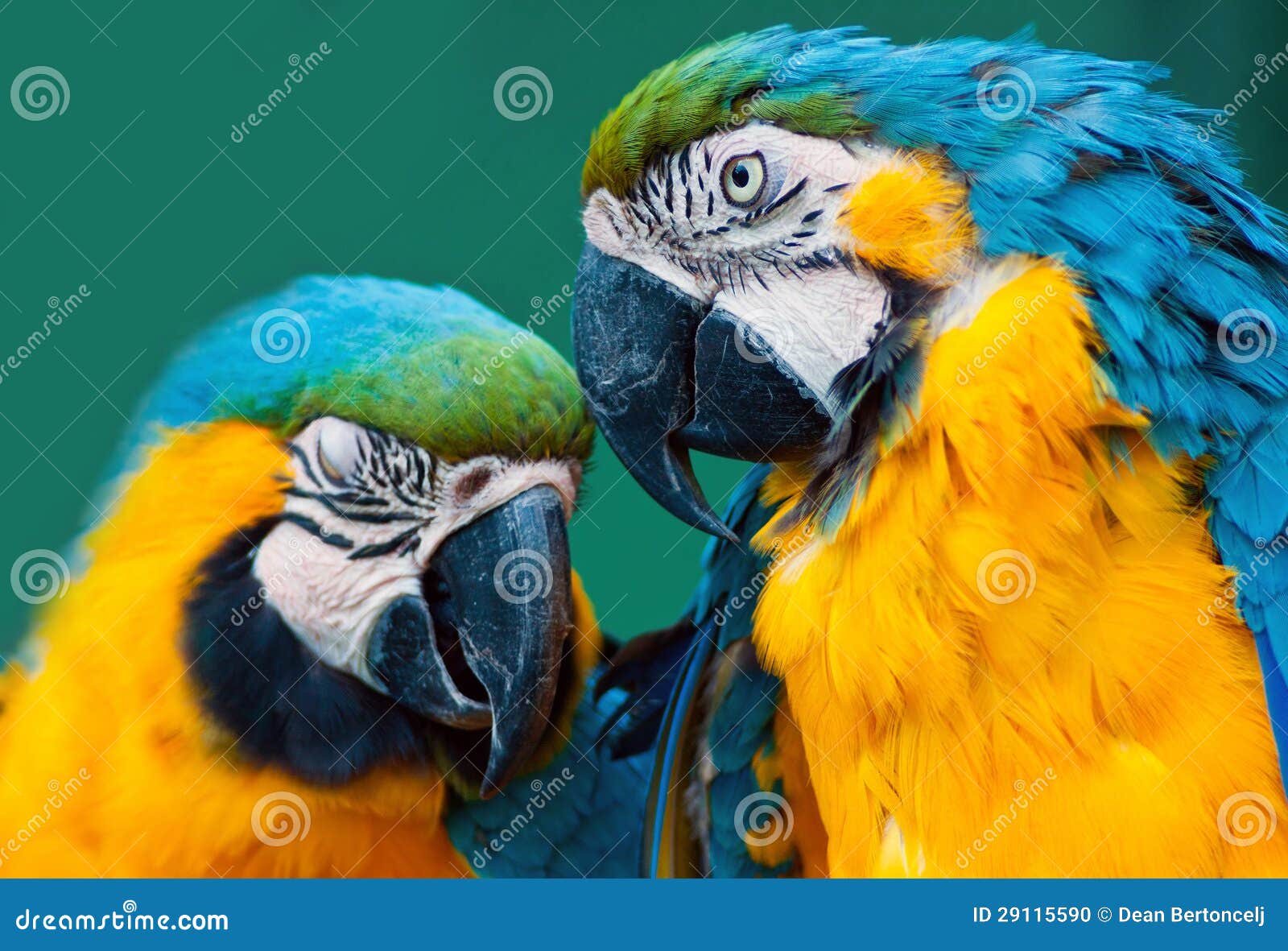 Pair of parrots stock photo. Image of macaw, animal, exotic - 29115590