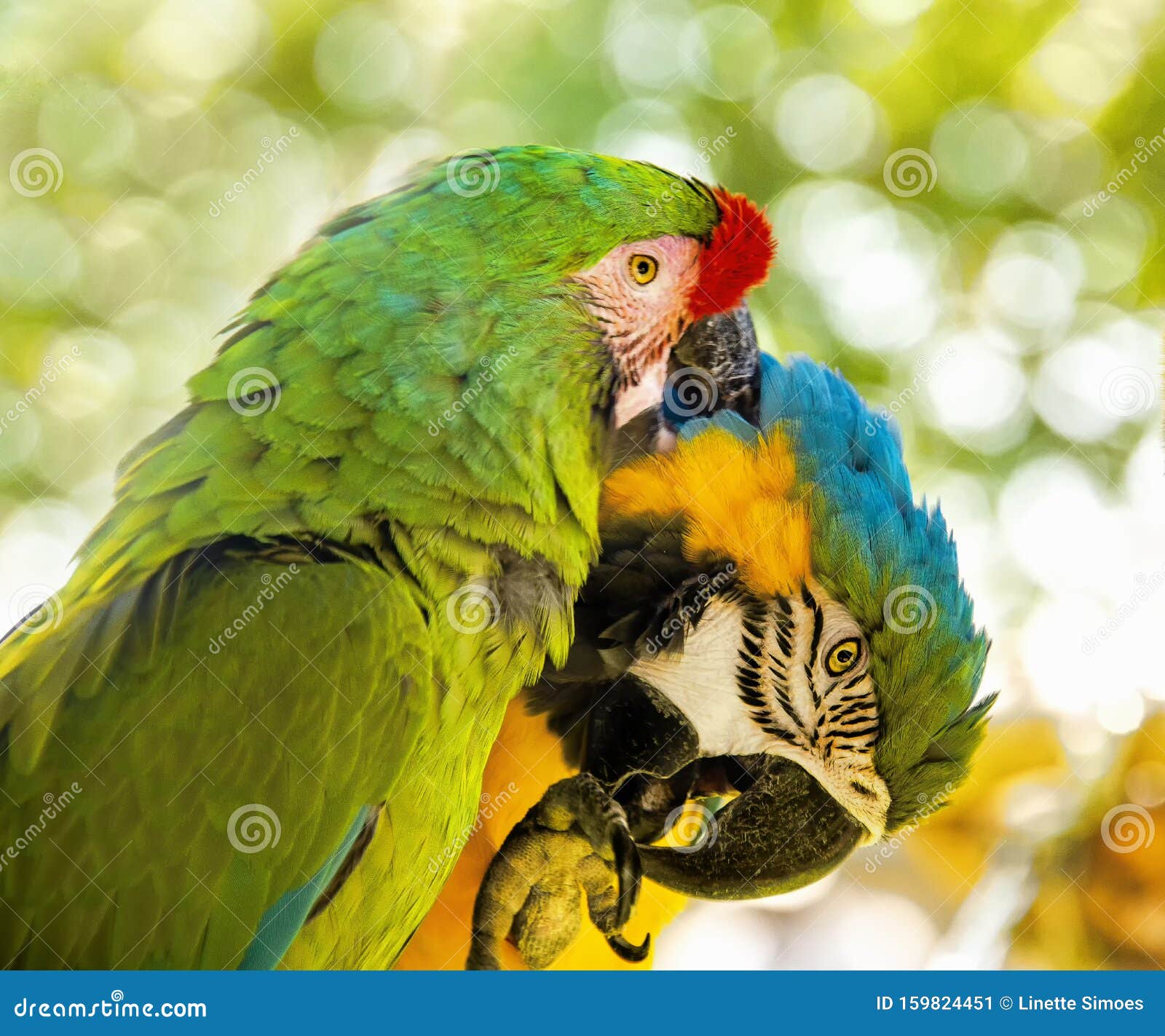 Pair of parrots stock image. Image of feathers, parrots - 159824451