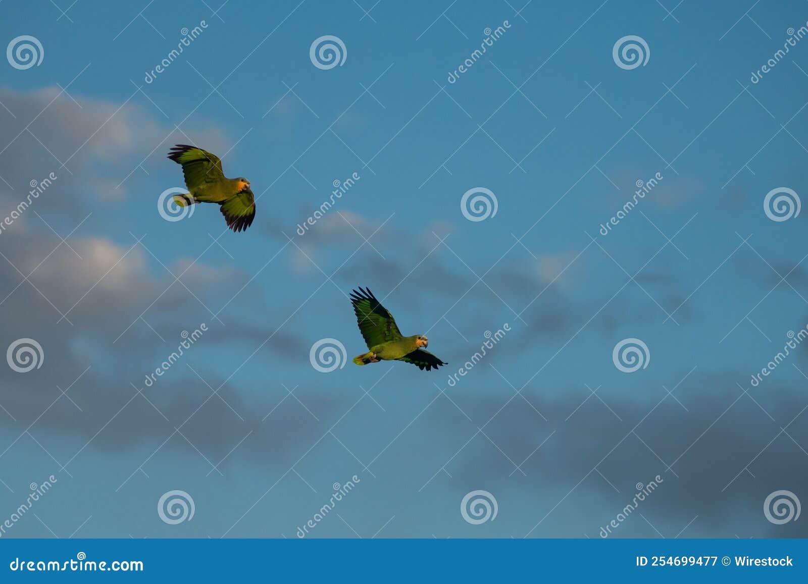 Pair of Parrots Flying in a Blue Sky Stock Image - Image of summer ...