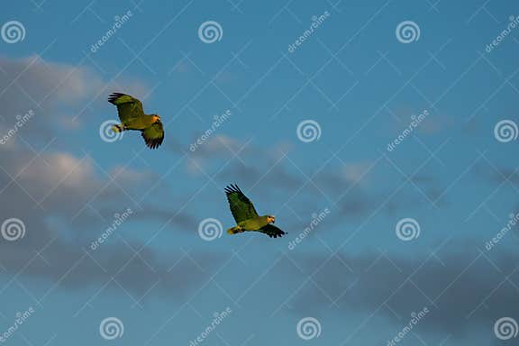 Pair of Parrots Flying in a Blue Sky Stock Image - Image of summer ...