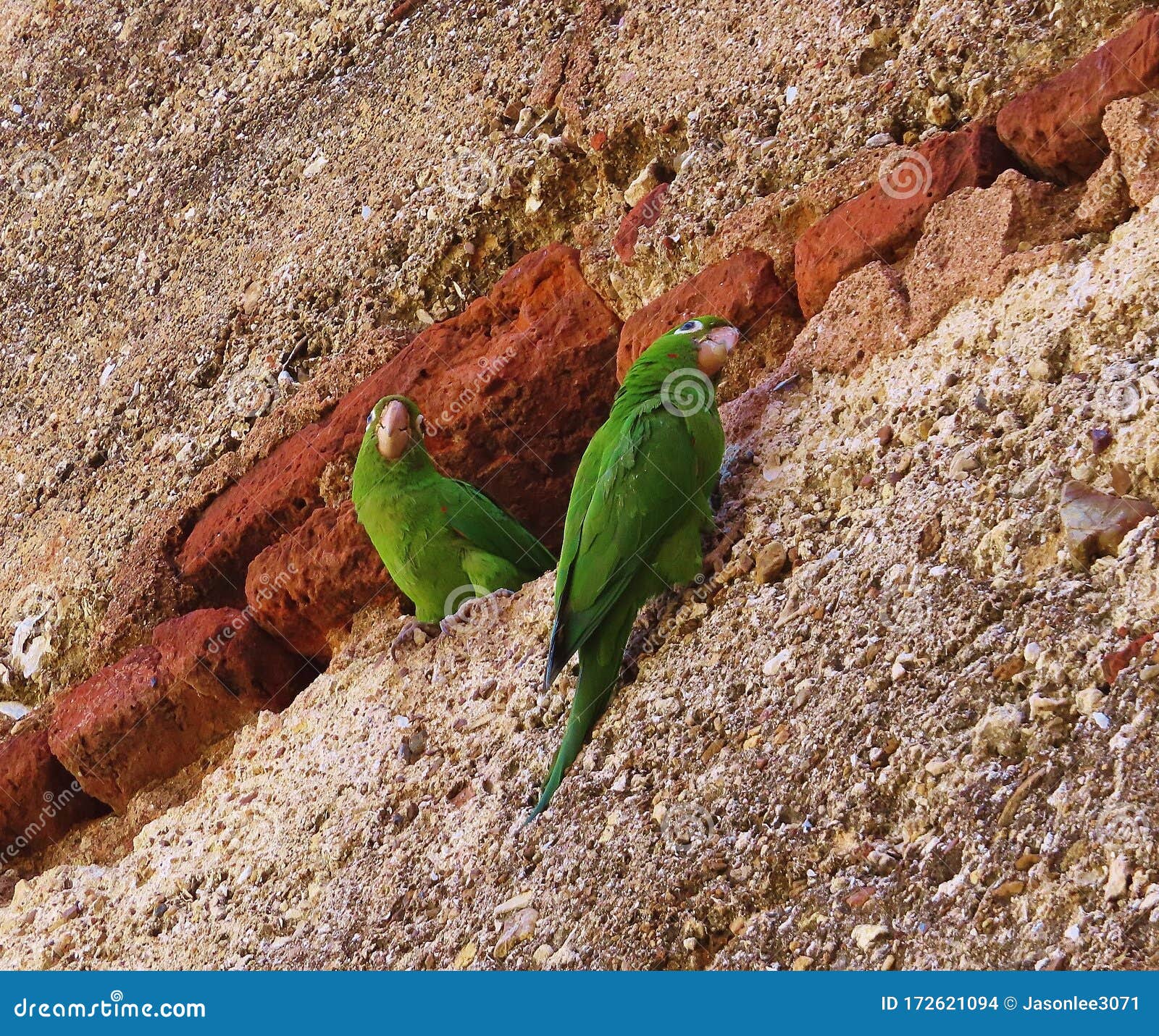 Pair of parrots stock photo. Image of outdoors, building - 172621094