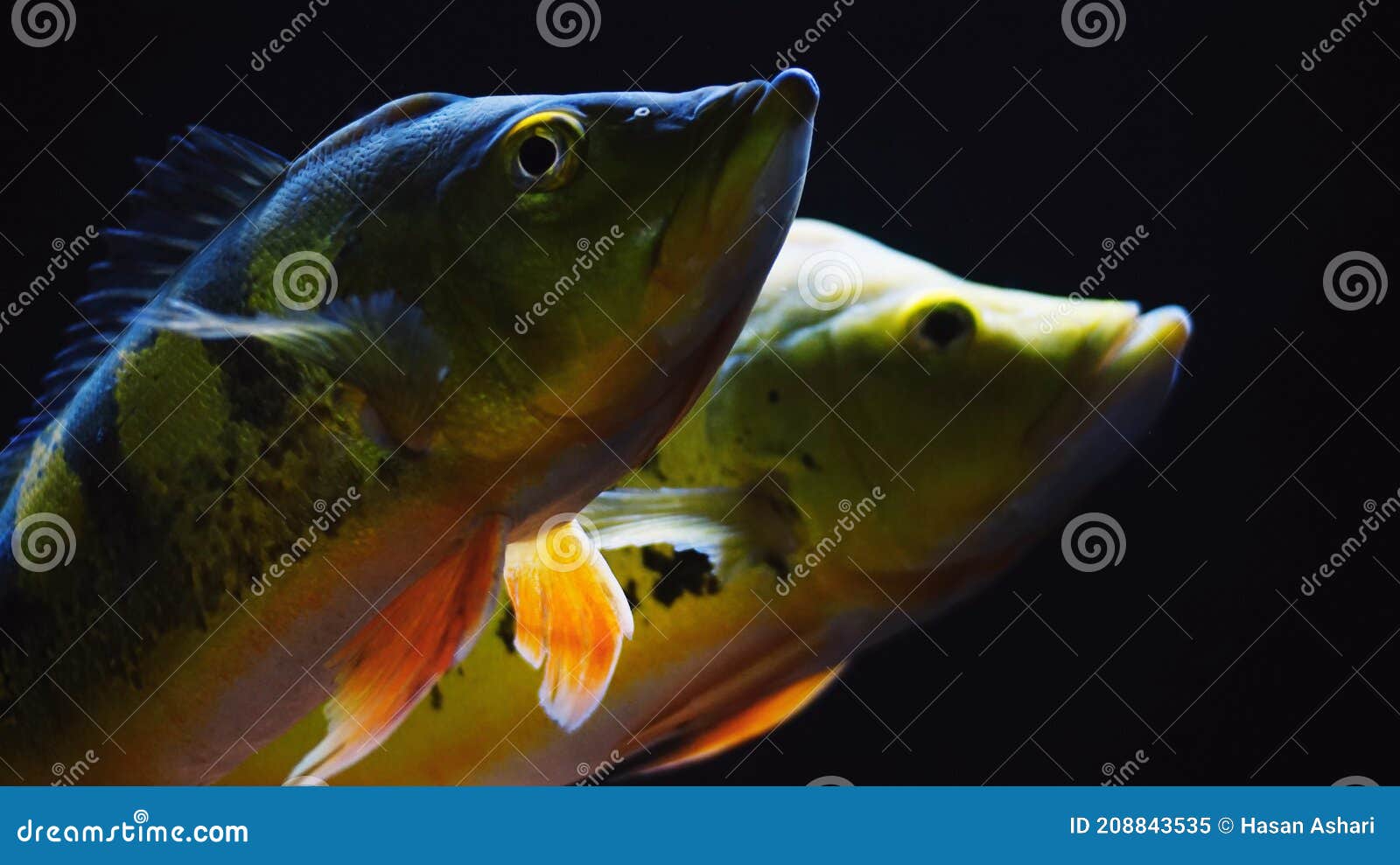 A Pair of Peacock Bass Fish Swimming in the Aquarium Stock Image ...