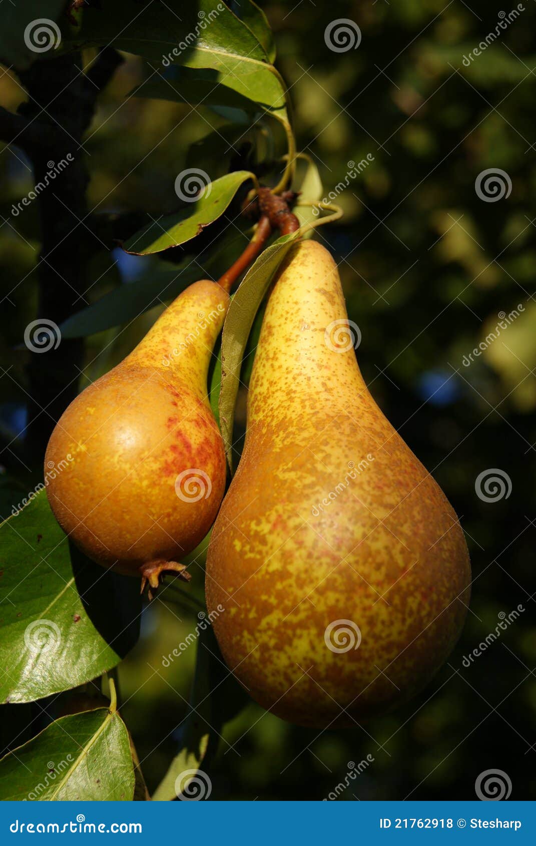 Pair of pears stock photo. Image of pear, juicy, golden - 21762918