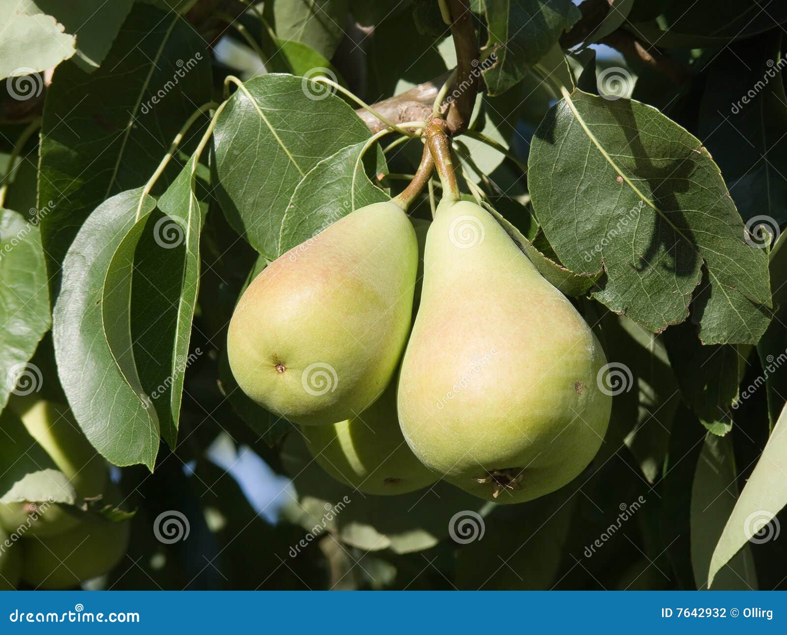 Pair of pears ripe stock photo. Image of fruits, ripening - 7642932