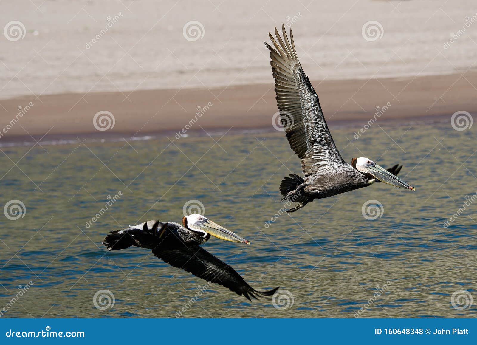 A Pair of Pelicans in Flight Stock Photo - Image of flight, cortez ...