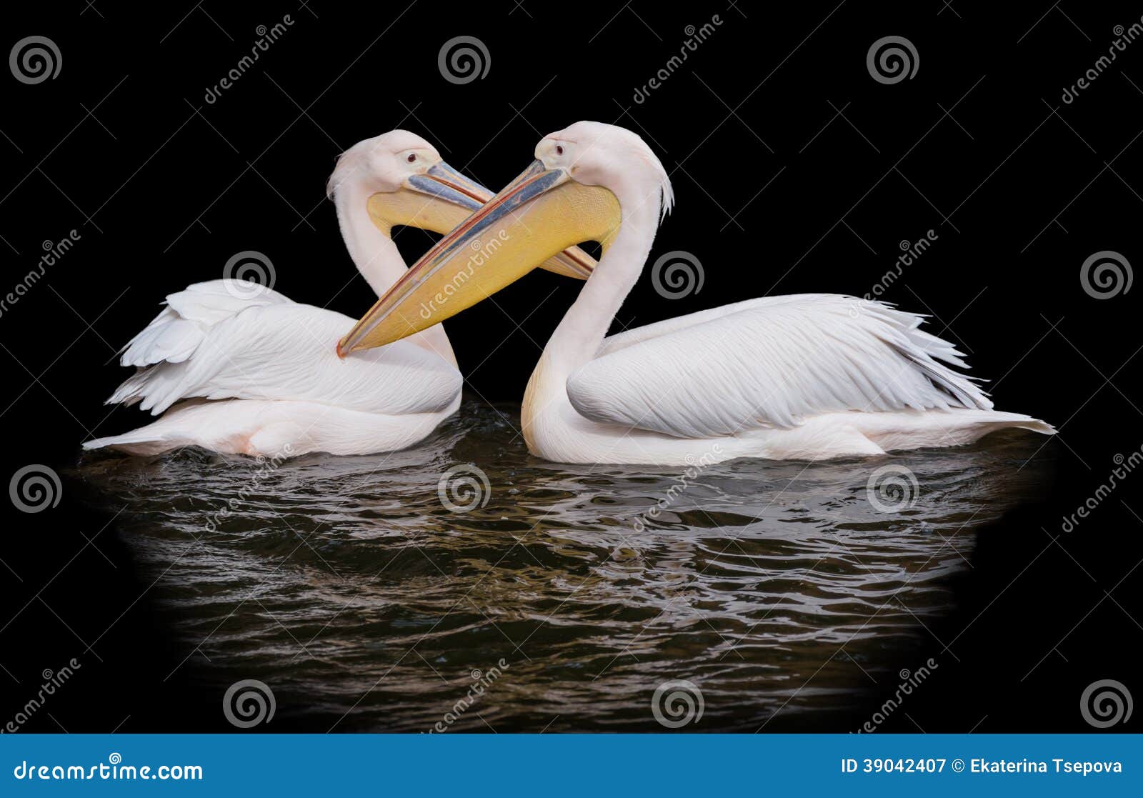 Two Pelicans Isolated On Blue Background Stock Photography ...