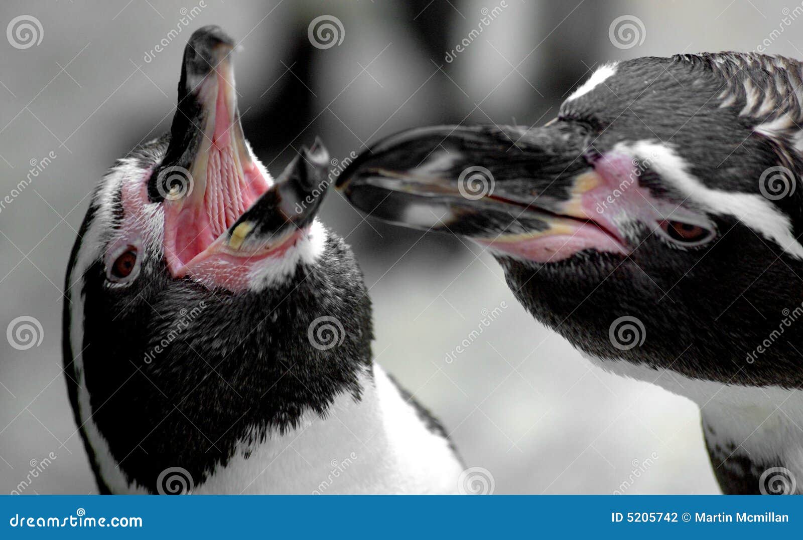 Pair of penguins stock photo. Image of penguins, wildlife - 5205742