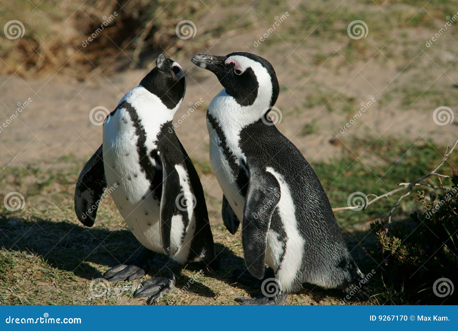 Pair of Penguins stock photo. Image of africa, flight - 9267170