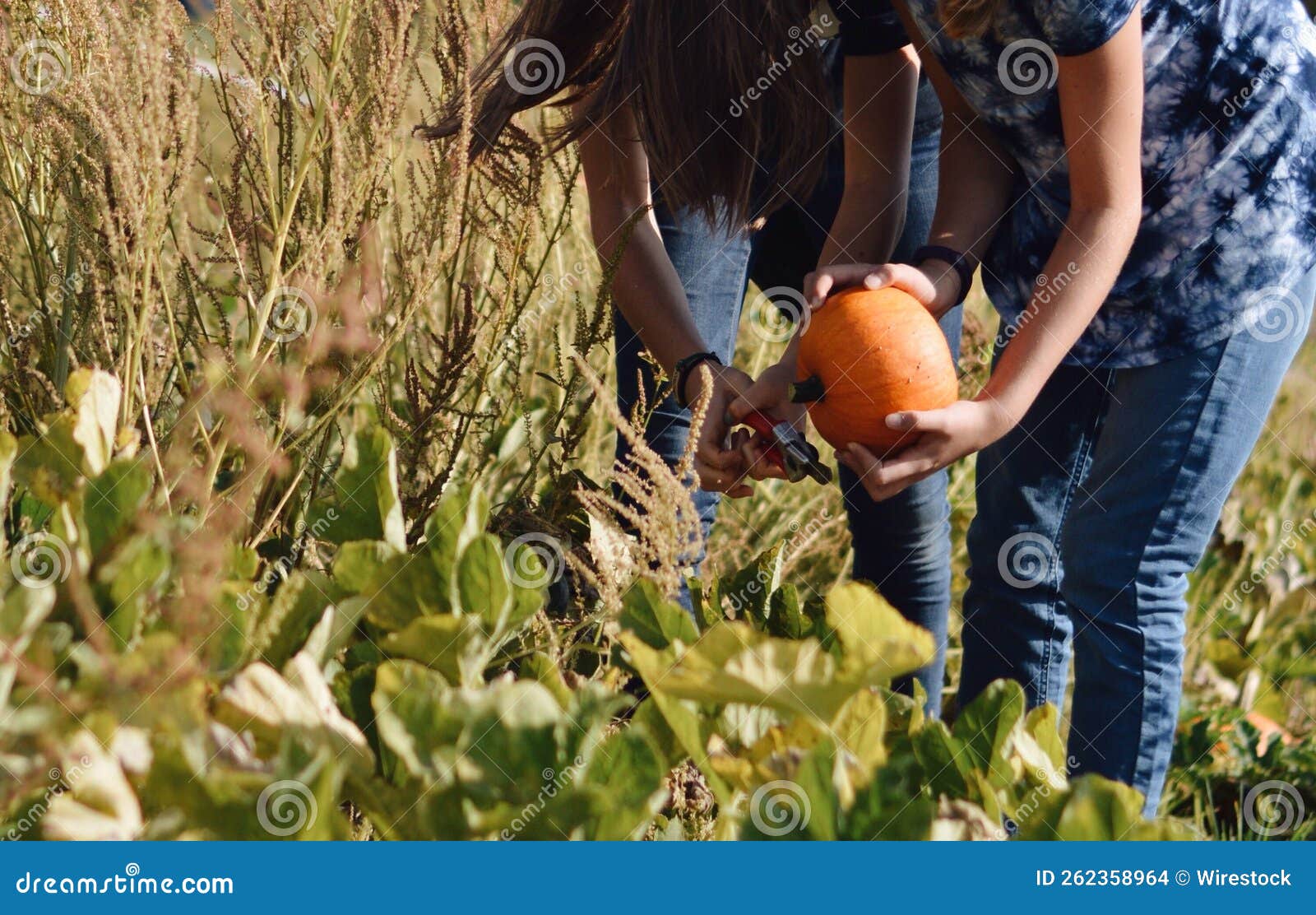 Pair of People Picking Pumpkins on a Meadow Stock Photo - Image of ...