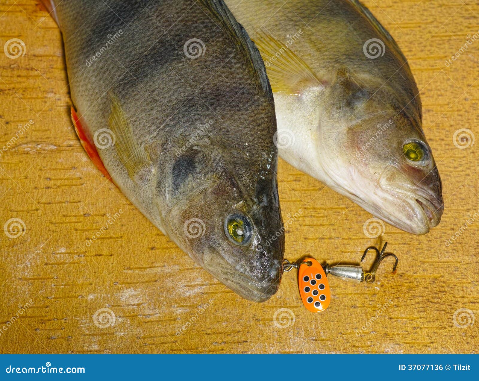 Pair of perches stock photo. Image of sheets, silver - 37077136