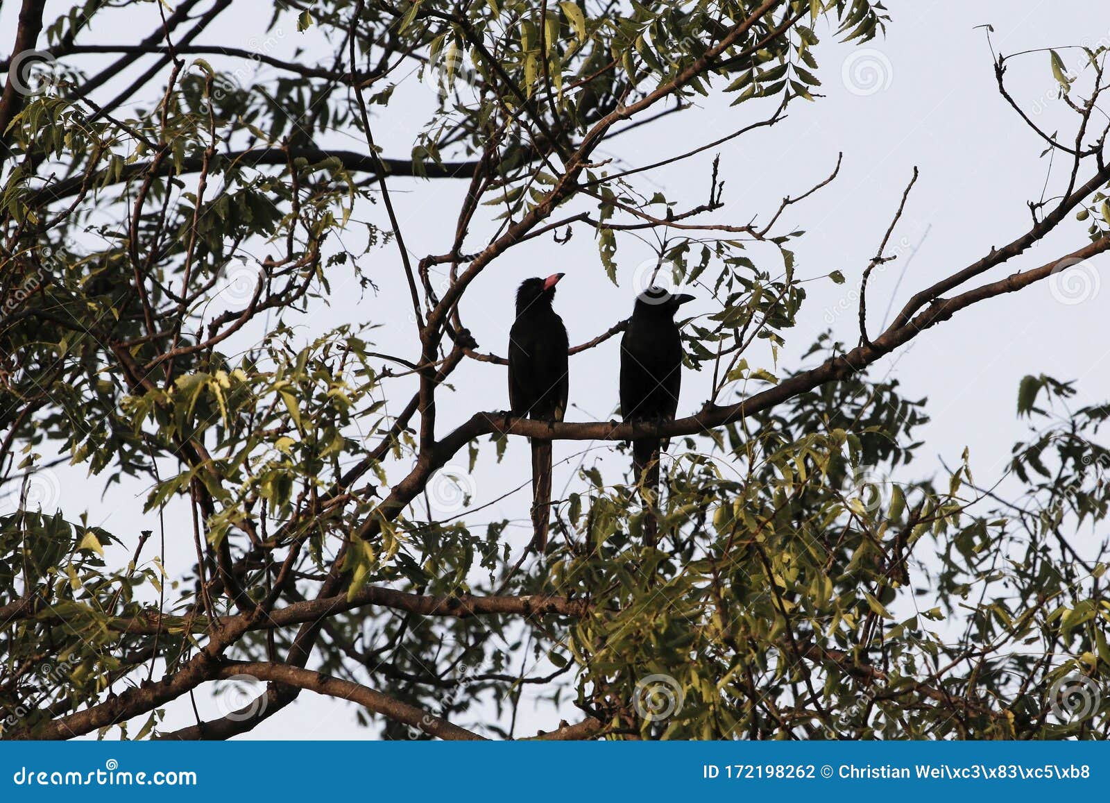 Pair of Piapiac Birds, Ptilostomus Afer, in a Tree Stock Photo - Image ...