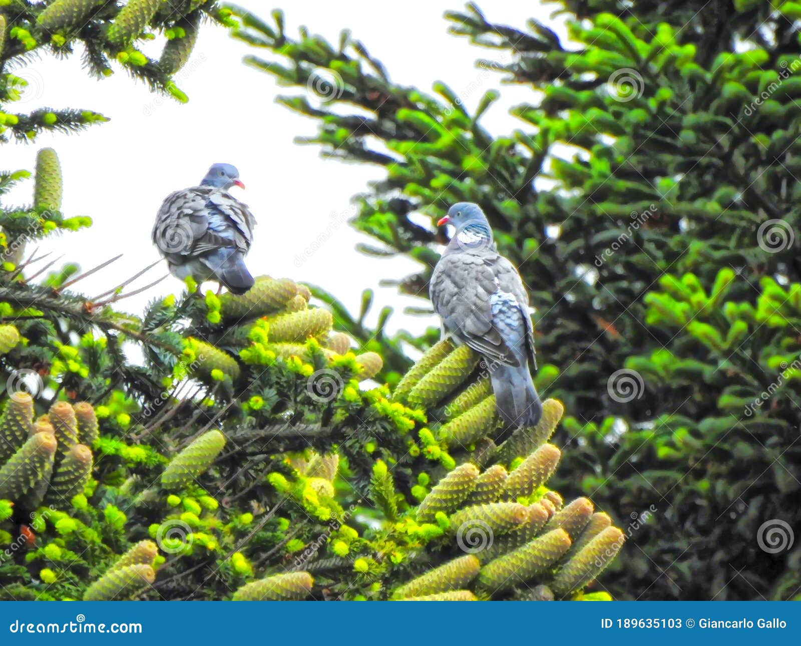 A Pair of Pigeons on the Branches of a Pine Tree with Numerous Pine ...