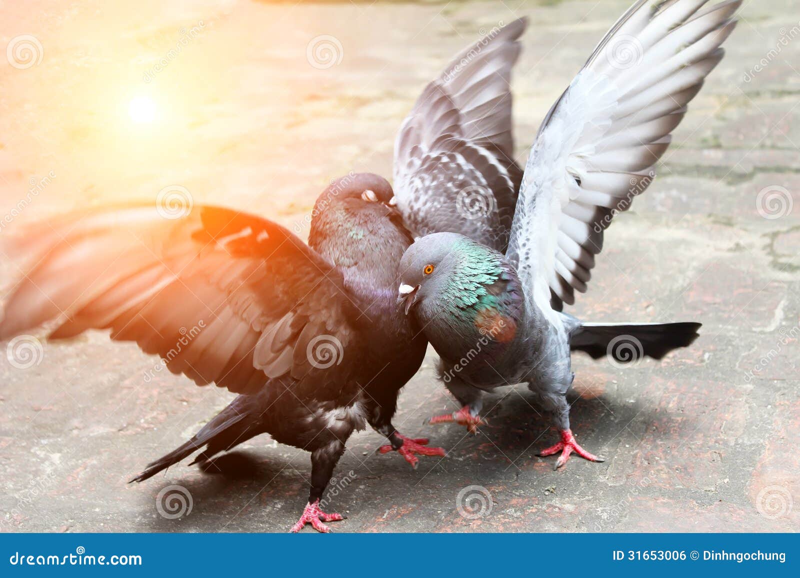 Pair of pigeons fighting stock photo. Image of dove, life - 31653006