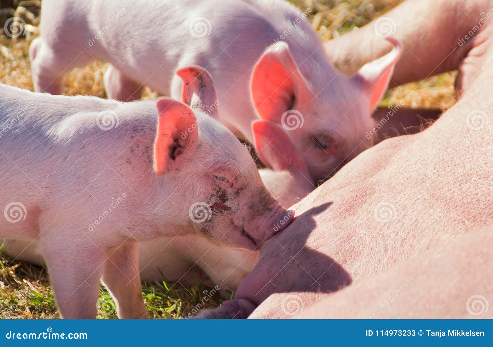 Piglets drinking milk stock image. Image of nursing - 114973233