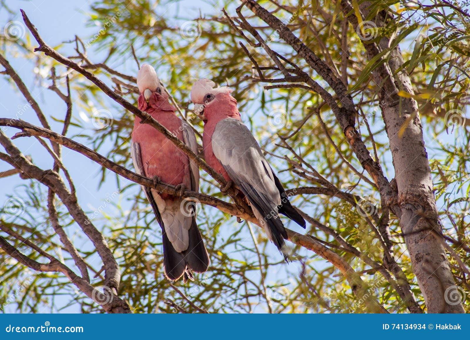 Pair of pink cockatoos stock photo. Image of aviary, crested - 74134934