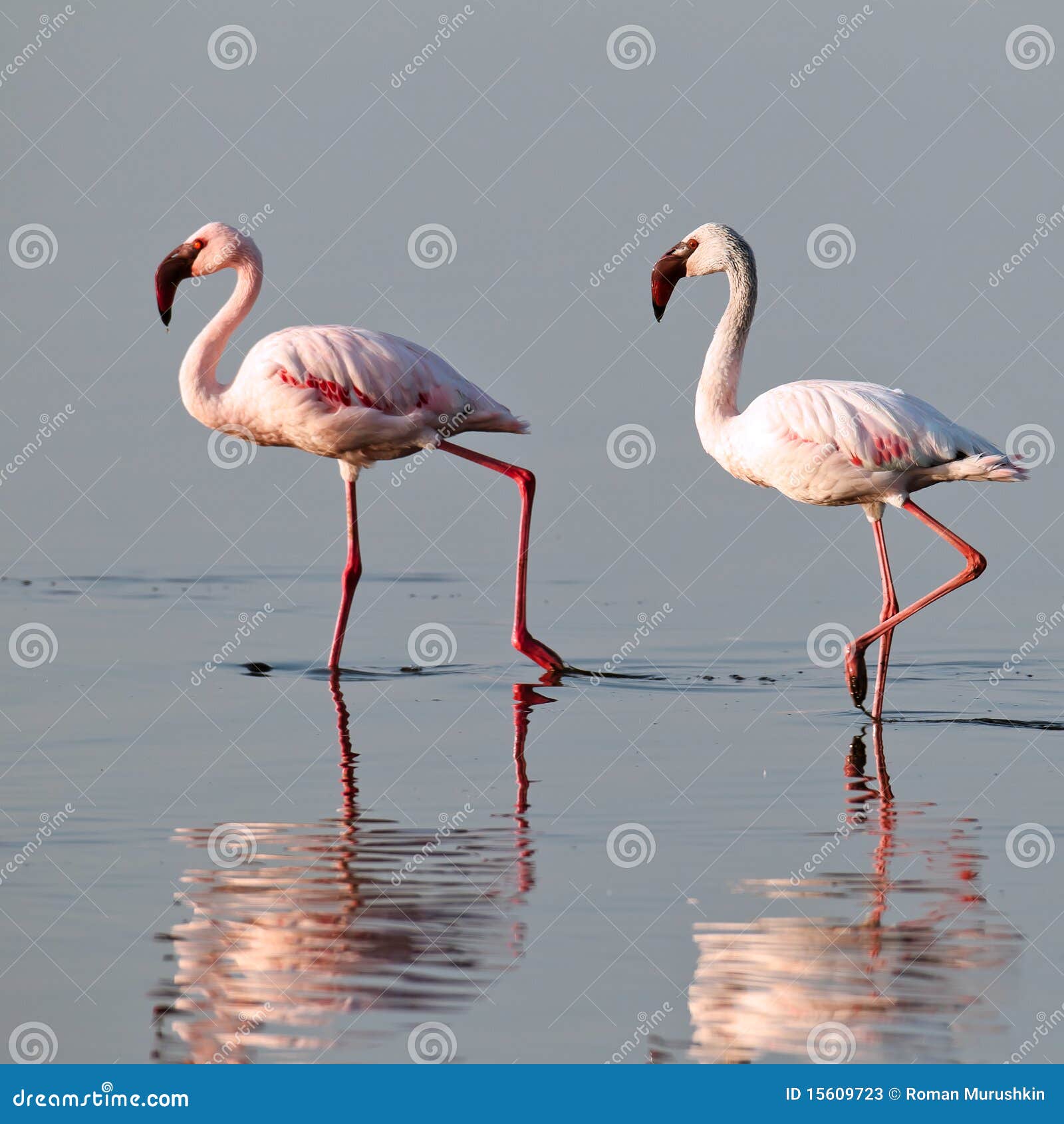 A Pair of Pink Flamingos Walk on Water Stock Image - Image of cross ...