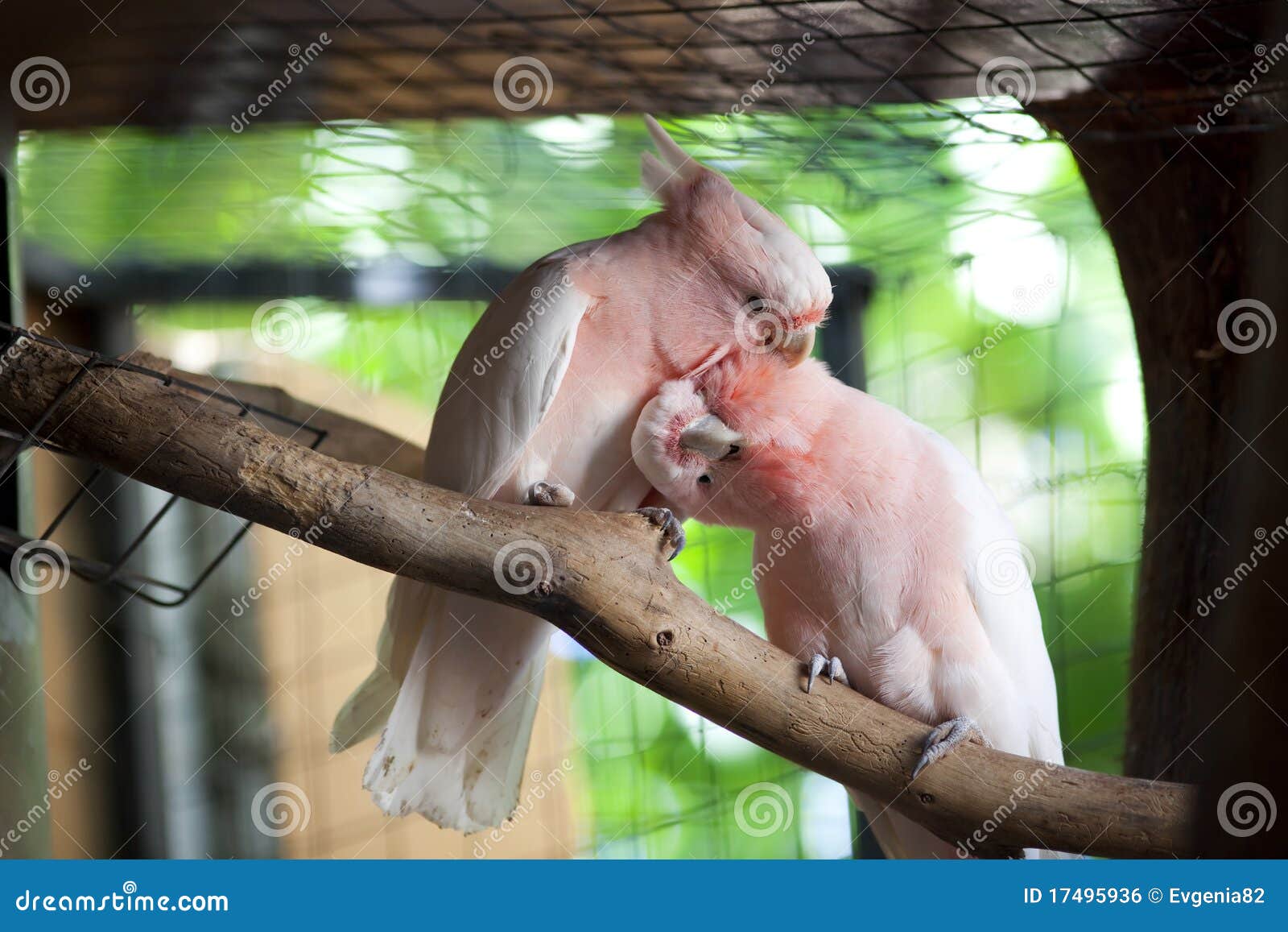 775 Pink Parrots Stock Photos - Free & Royalty-Free Stock Photos from ...