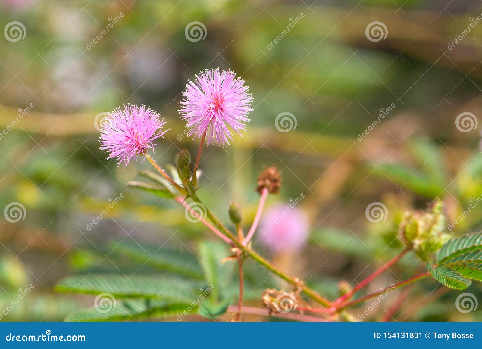 Powder Puff Flowers stock image. Image of flowering - 154131801