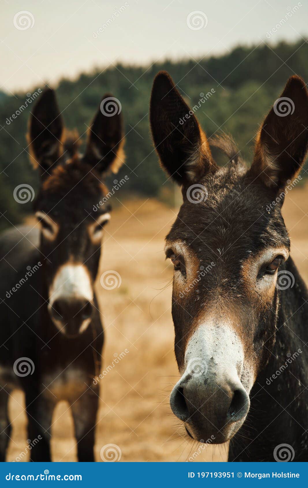 Donkeys Posing Stock Photos - Free & Royalty-Free Stock Photos from ...