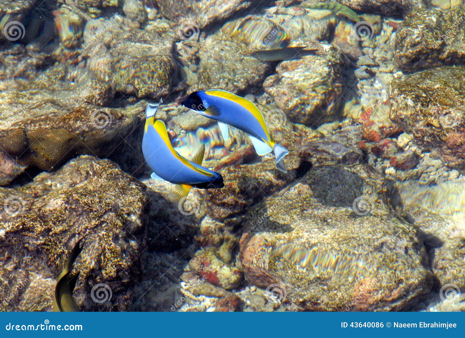 A Pair of Powder Blue Surgeon Fish Stock Photo - Image of surgeon ...