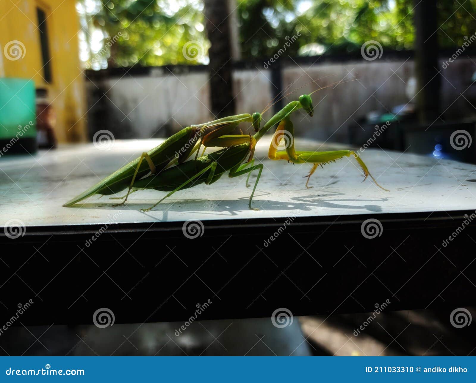 A Pair of Praying Mantises Enjoying Their Mating in the Morning Stock ...