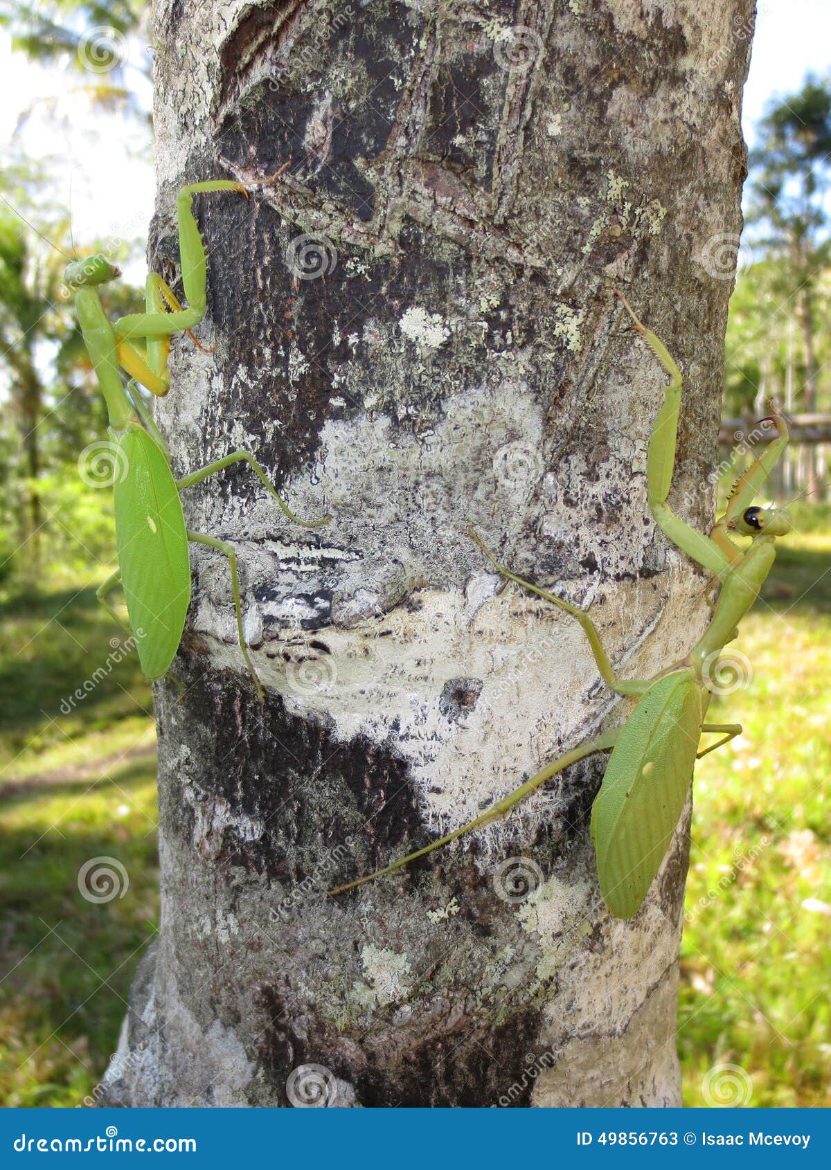 A Pair of Praying Mantises on a Tree Stock Image - Image of mantises ...