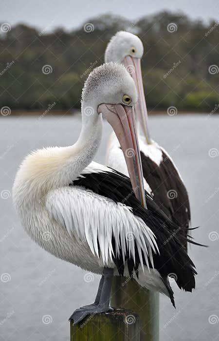 Pair of Preening Australian Pelicans Stock Image - Image of color ...