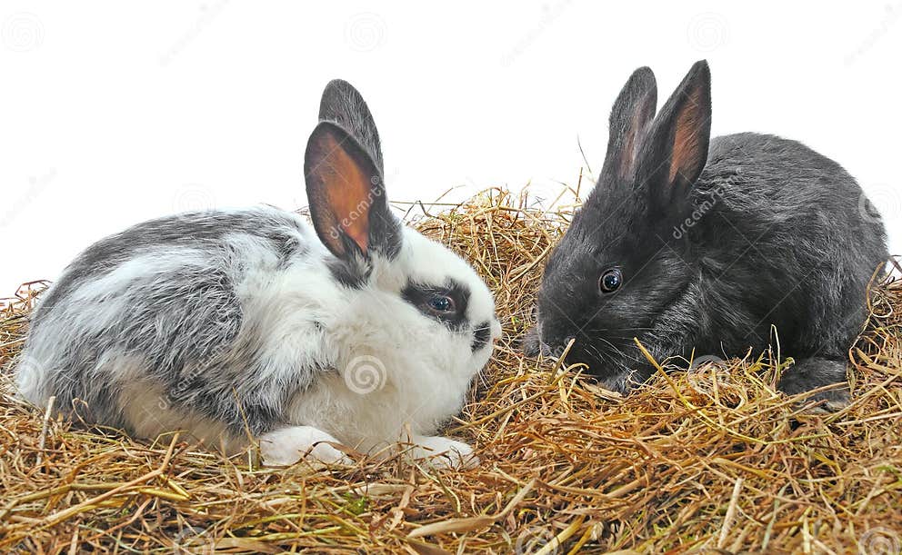 Pair pretty rabbits stock photo. Image of profile, domestic - 17904062