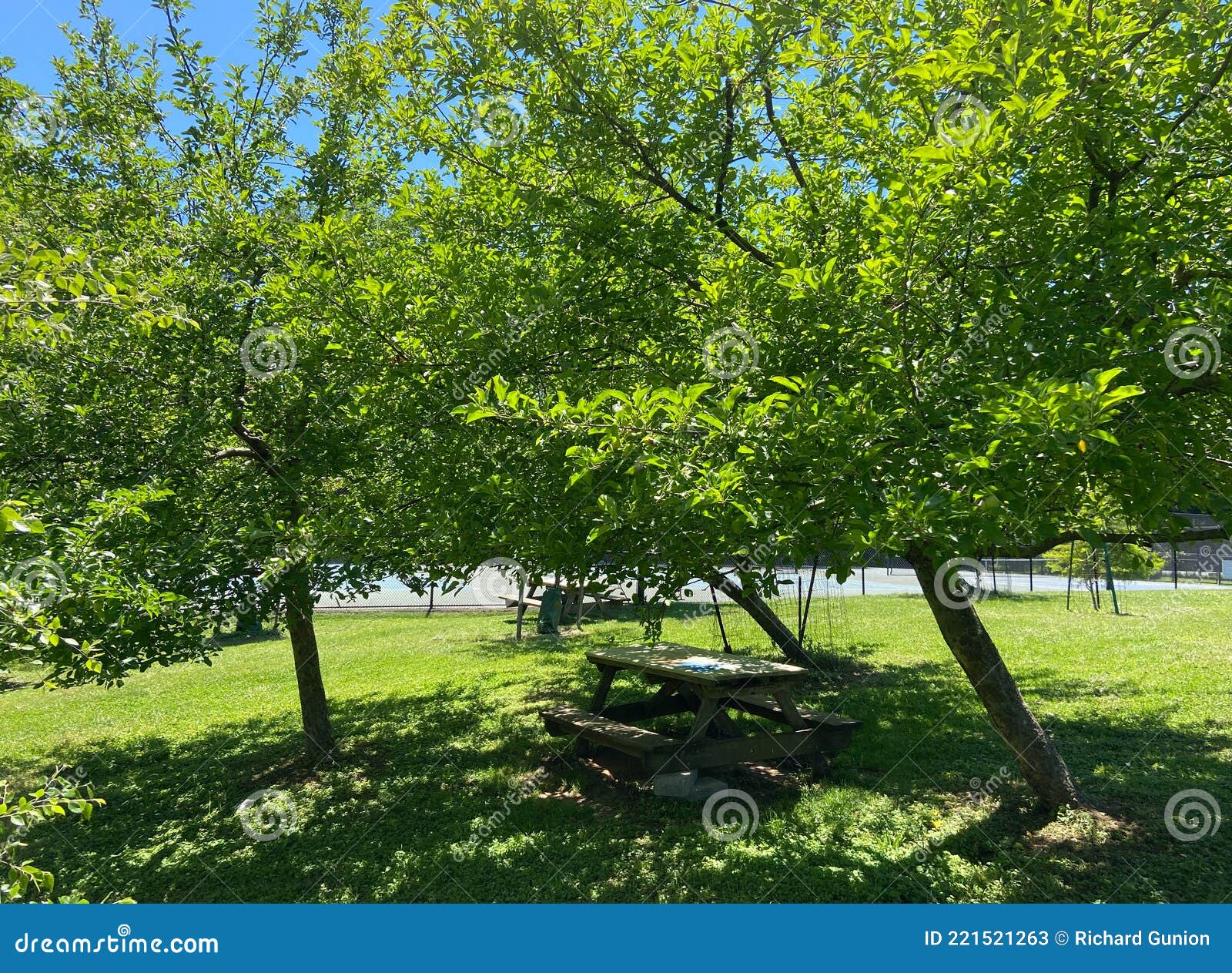 Pair of Pretty Spring Trees in June Stock Image - Image of pair, spring ...
