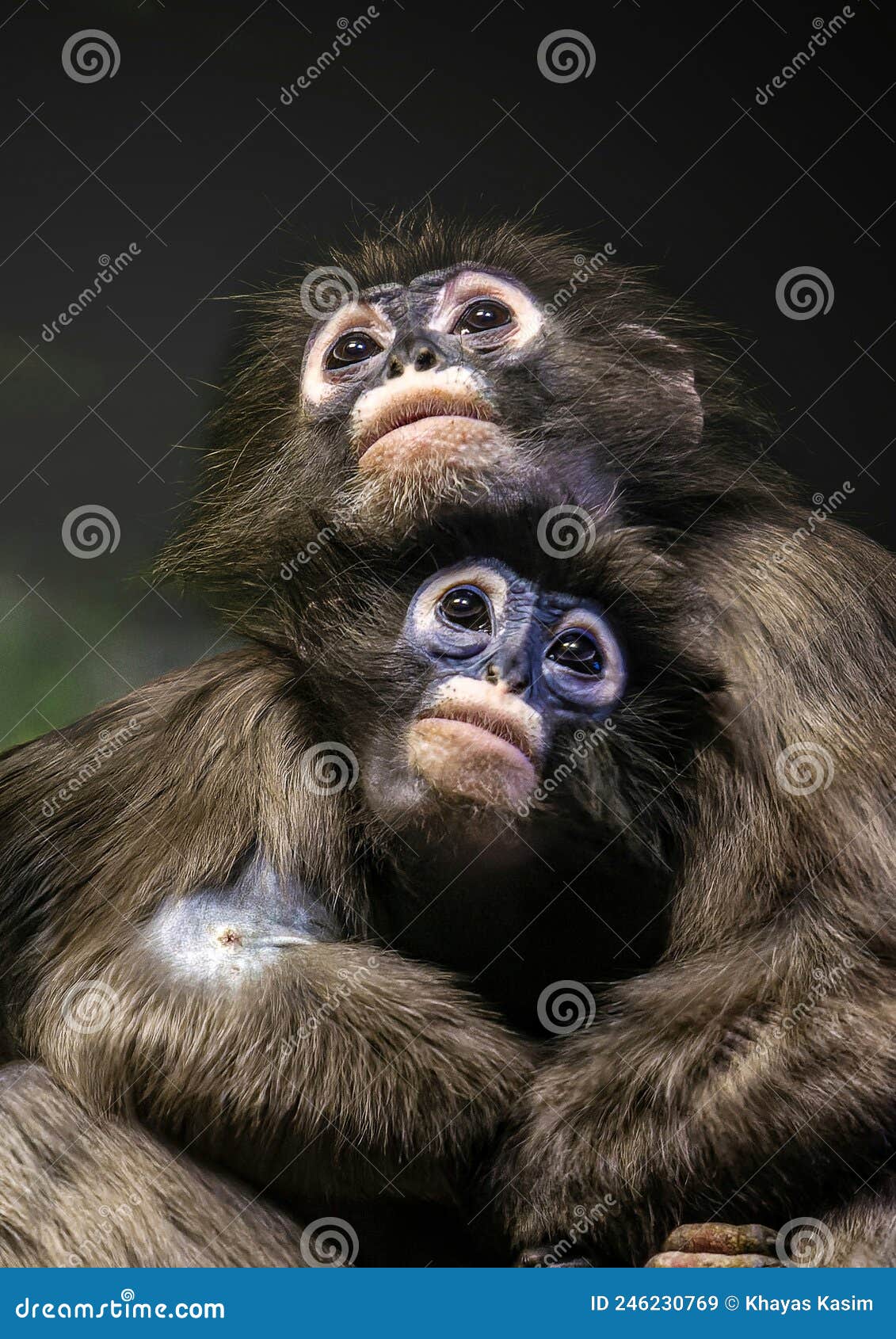 A Pair of Primates Show Love for Each Other Stock Image - Image of ...