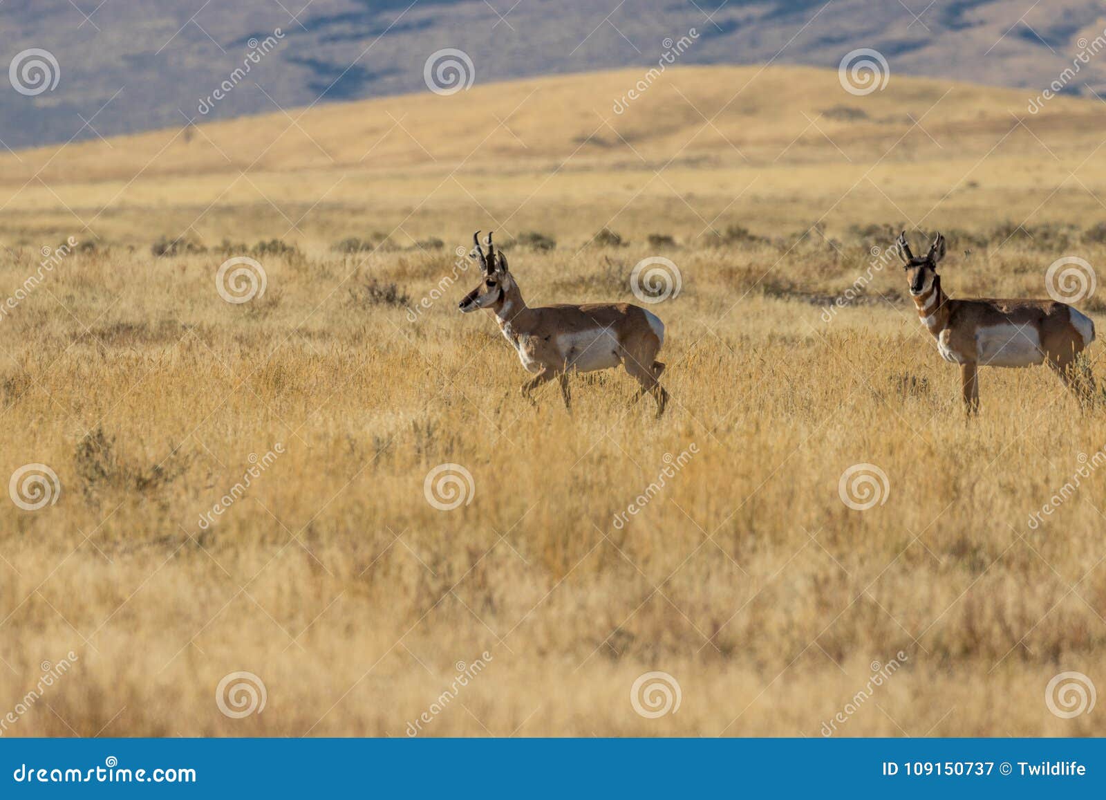 Pronghorn Antelope Bucks on the Prairie Stock Image - Image of wildlife ...
