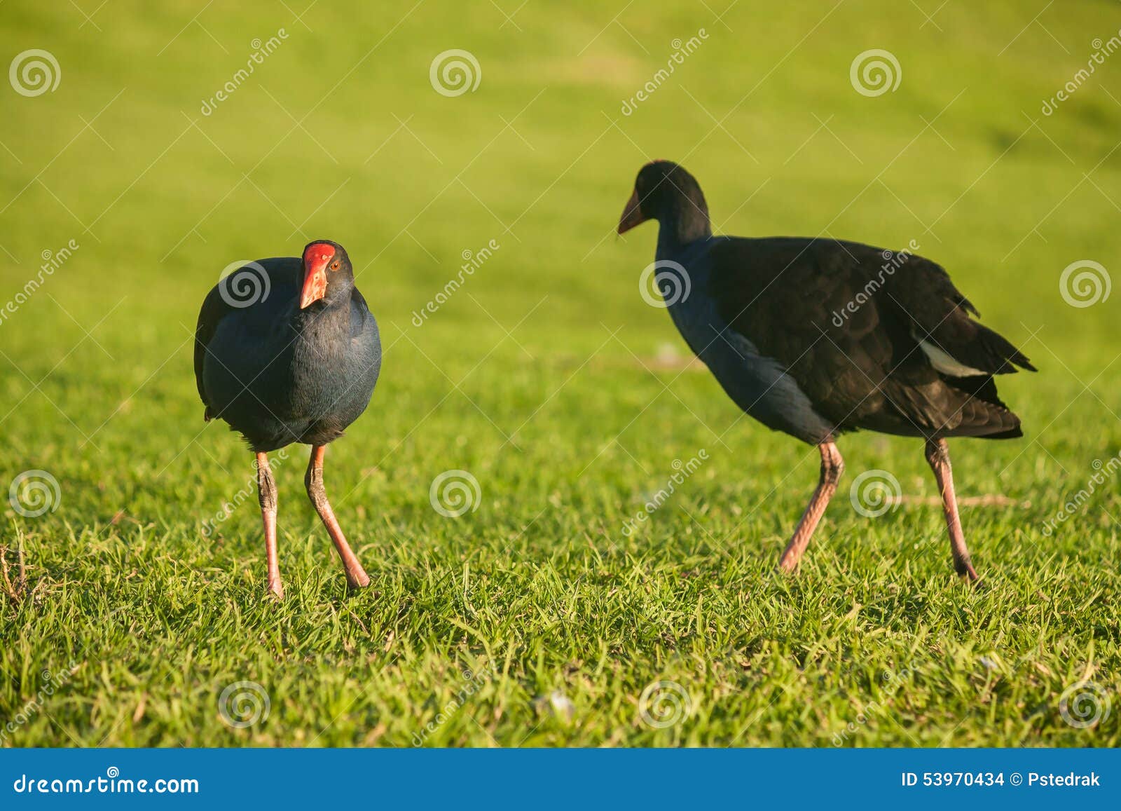 Pair of Pukeko birds stock photo. Image of foraging, fresh - 53970434