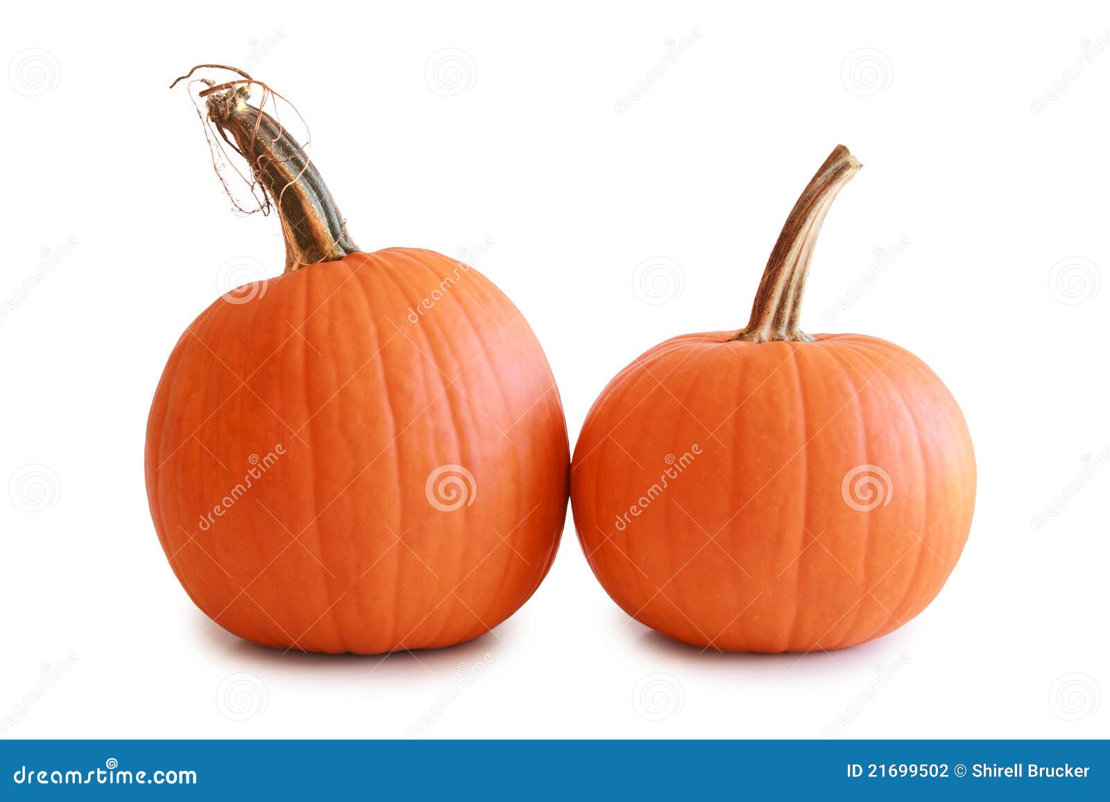 A Pair of Pumpkins Isolated on White Stock Photo - Image of white ...