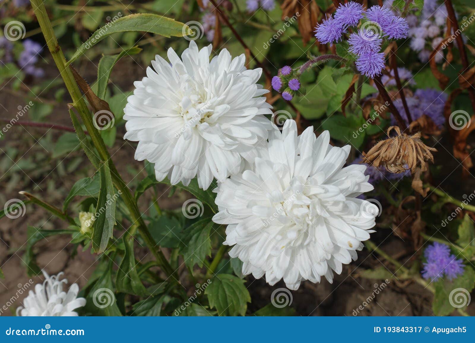 Pair of White Flowers of China Asters in September Stock Image - Image ...