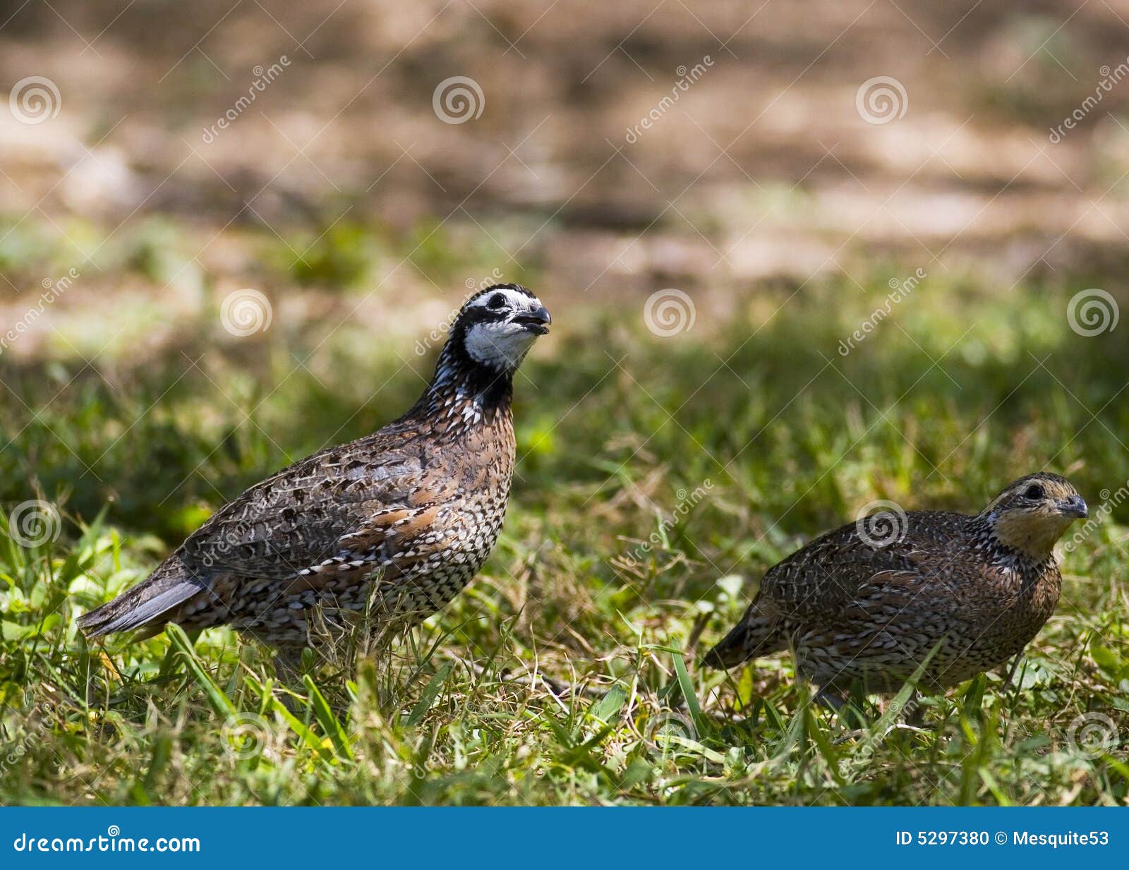 Pair of quail stock photo. Image of bobwhite, bird, galliform - 5297380