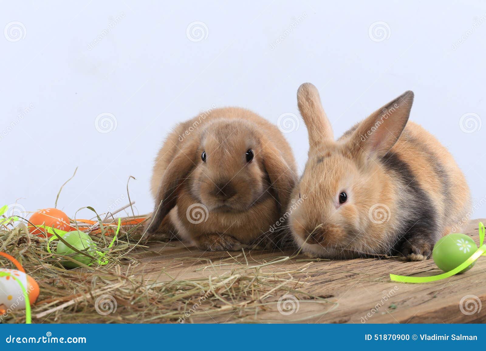 Pair of rabbits stock photo. Image of profile, eyes, mammal - 51870900