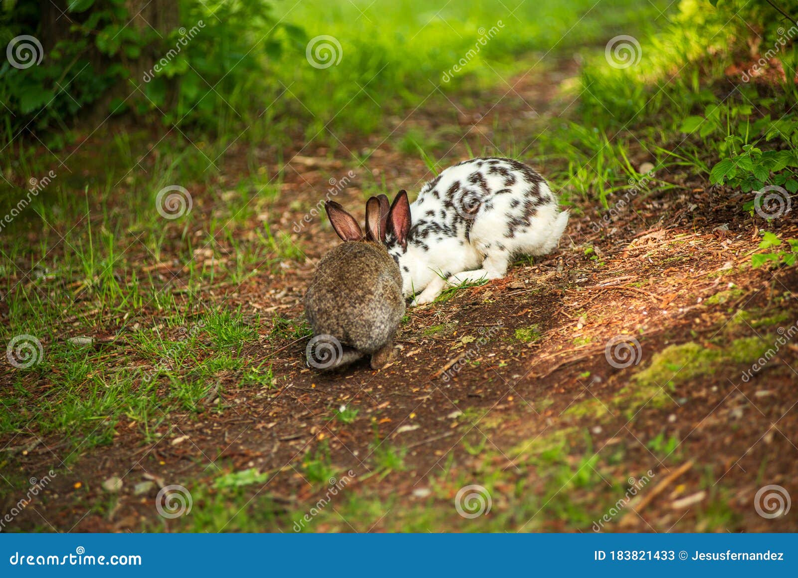 Pair of rabbits outdoors stock image. Image of card - 183821433