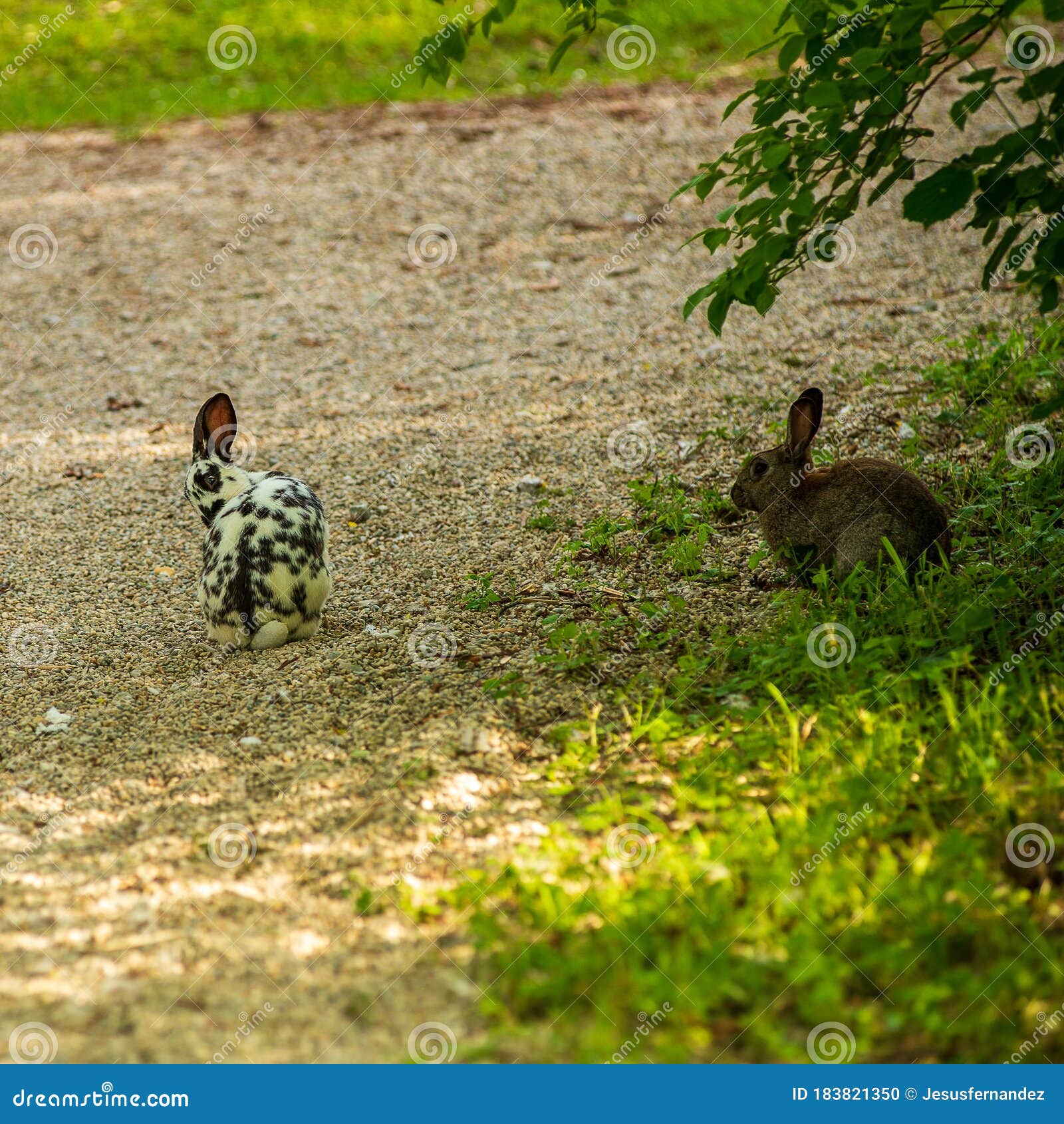 Pair of rabbits outdoors stock photo. Image of animal - 183821350