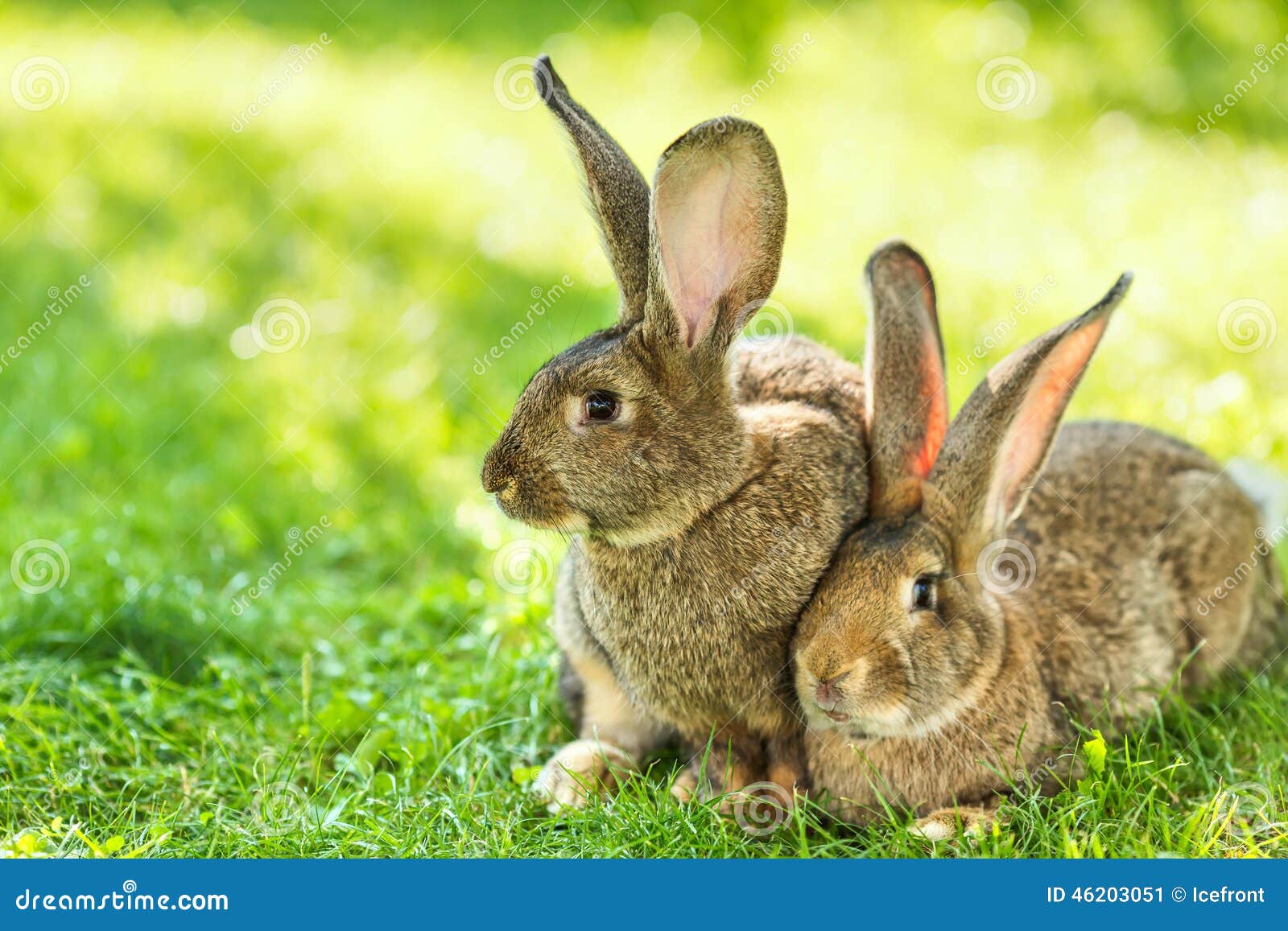 Pair of Rabbits Sitting in Grass Stock Image - Image of cute, garden ...