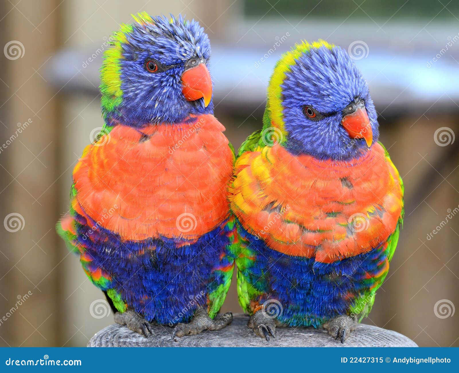 Pair Of Rainbow Lorikeets Royalty-Free Stock Photography ...
