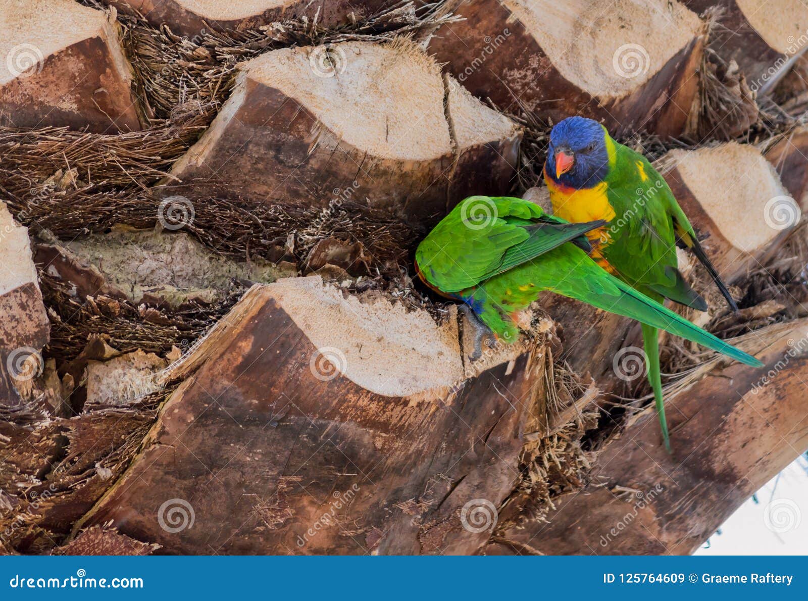 Nesting Lorikeets stock image. Image of feather, beak - 125764609