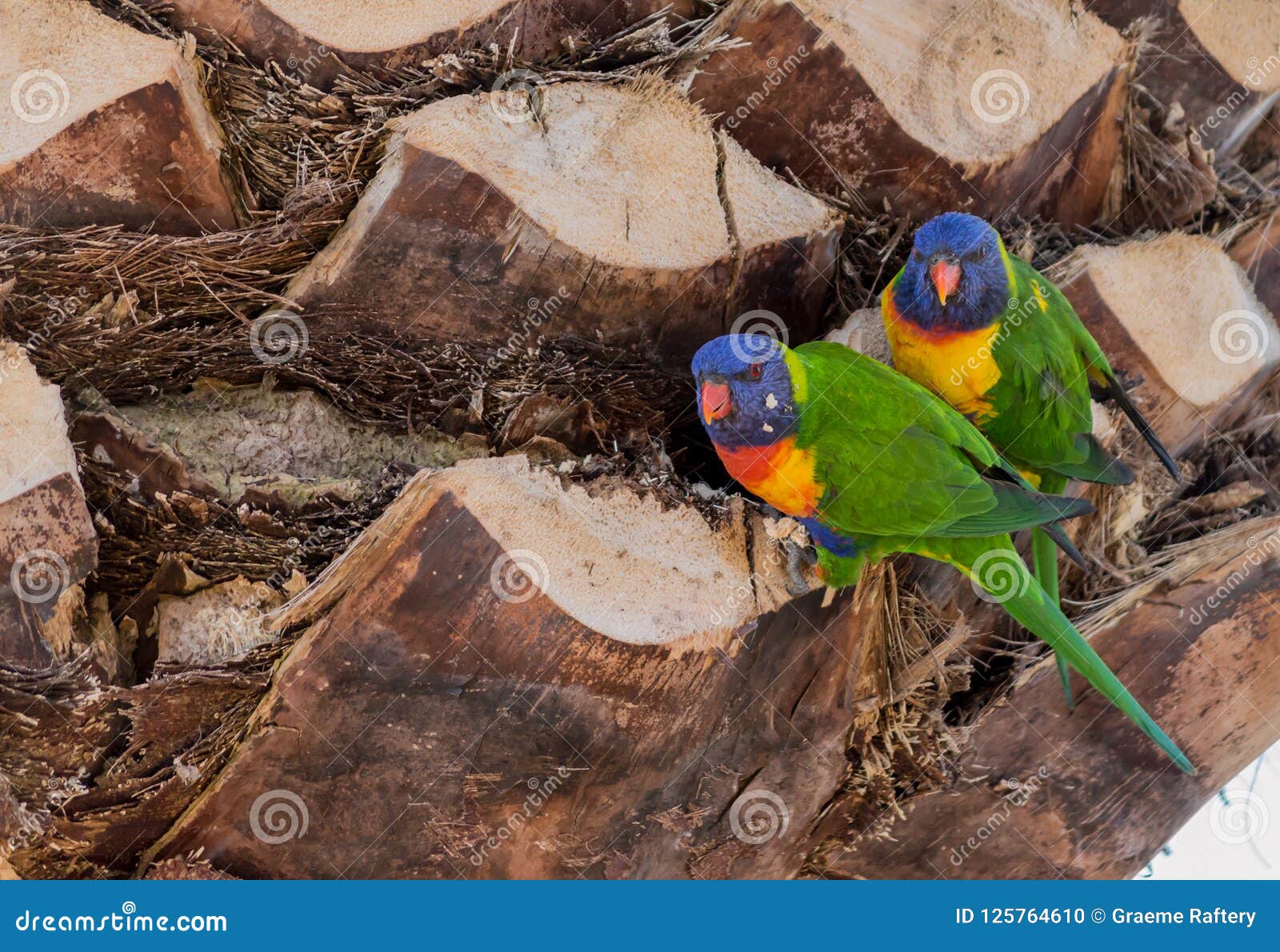 Nesting Lorikeets stock photo. Image of rainbow, striped - 125764610
