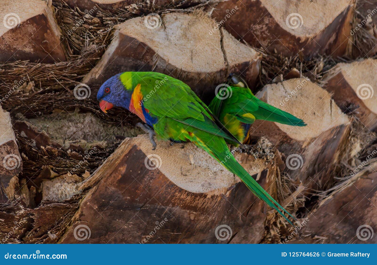 Nesting Lorikeets stock photo. Image of rainbow, feather - 125764626